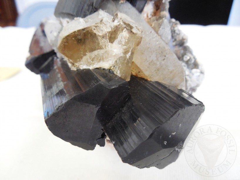 Aurora Fossil Museum » Collections